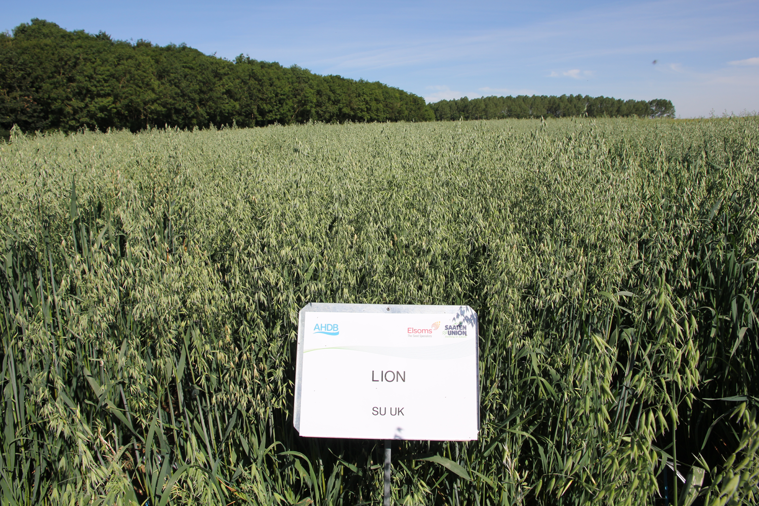 Extensive trials show Spring Oats needn’t be styled a Cinderella crop ...