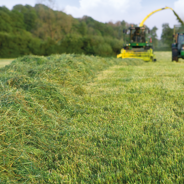 Why deeper rooting grass varieties may be more productive - Anglia ...