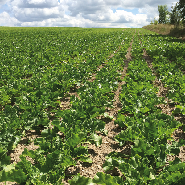 ‘Power-up’ weed control to boost sugar beet crops - Anglia Farmer Magazine
