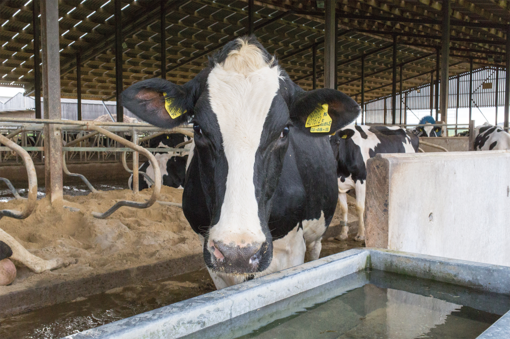 Summer heat stress is big challenge for dairy cows – Anglia Farmer Magazine