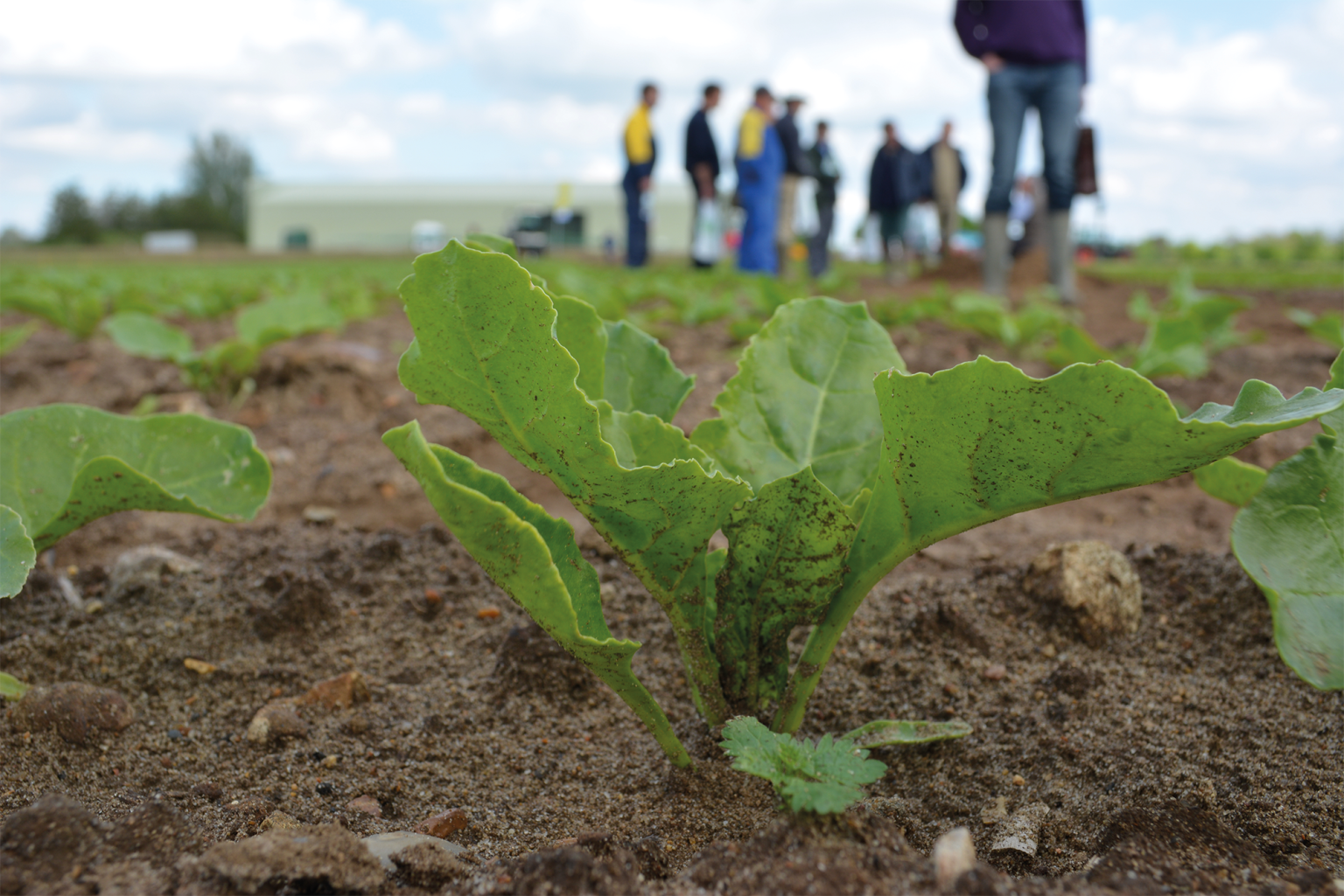 Two new varieties added to 2024 sugar beet list – Anglia Farmer Magazine