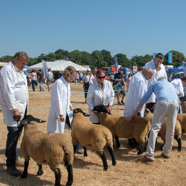 Tendring Show celebrates creativity in the countryside - Anglia Farmer ...
