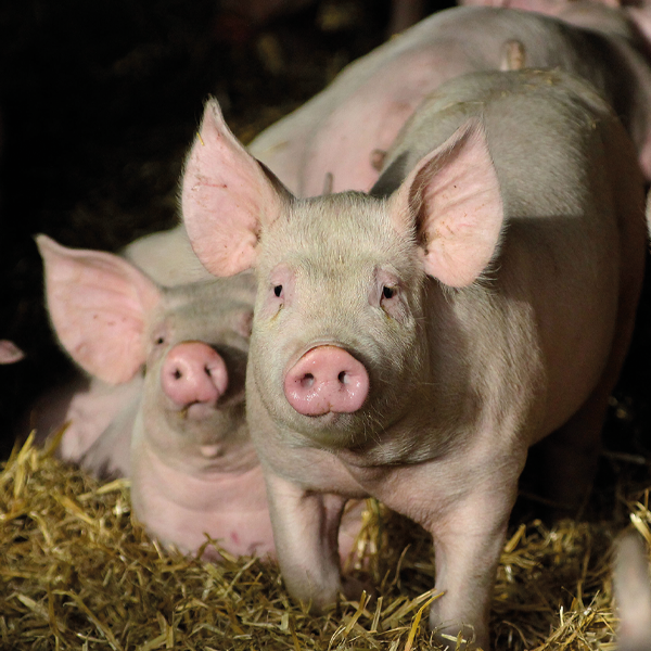 Defra drops 'flawed' proposal for animal welfare labelling - Anglia ...
