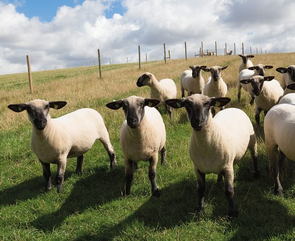 Anglia Farmer Magazine – Serving the Farming Industry across East ...