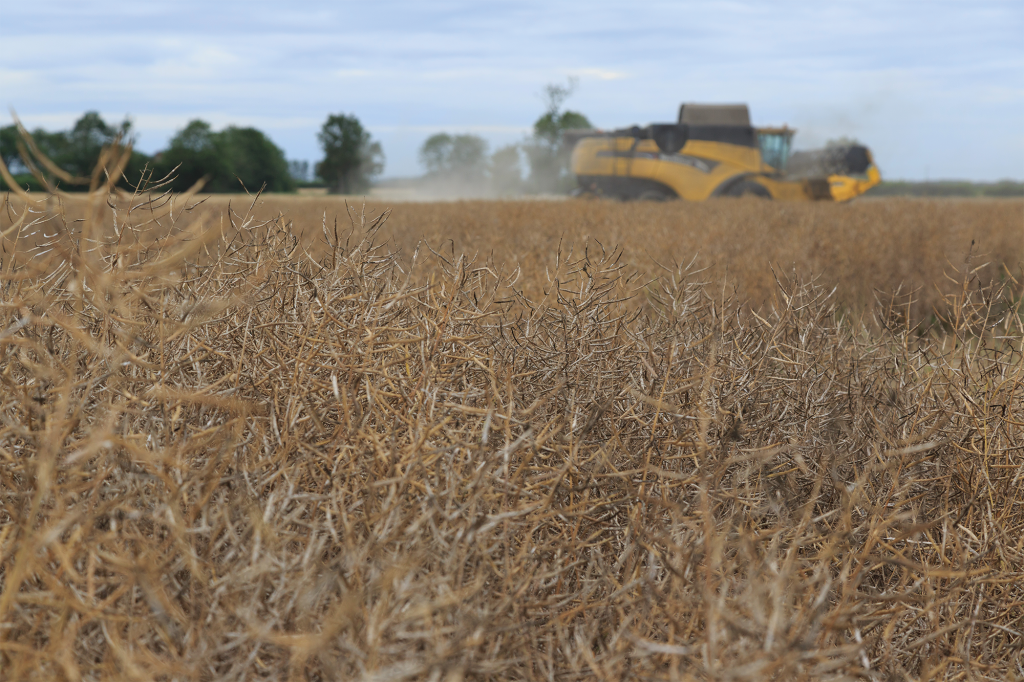 How to get best results from pre-harvest desiccation – Anglia Farmer ...