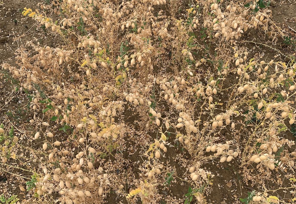 How scientists aim to ramp up domestic chickpea production – Anglia ...