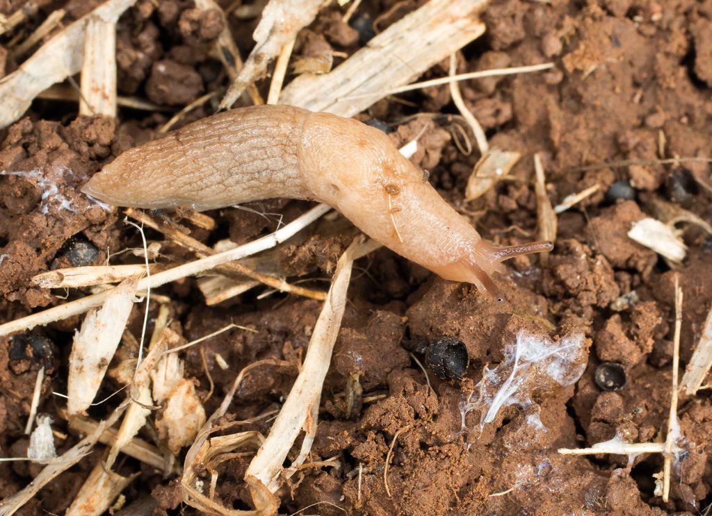 Early oilseed rape drillers braced for slug pressure – Anglia Farmer ...