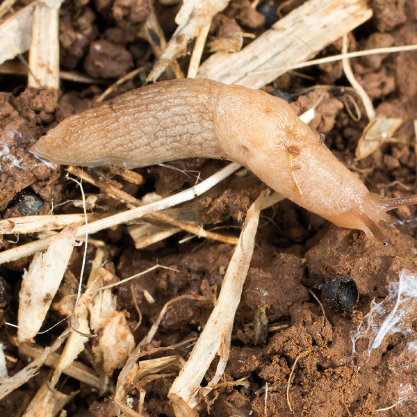 Early oilseed rape drillers braced for slug pressure - Anglia Farmer ...