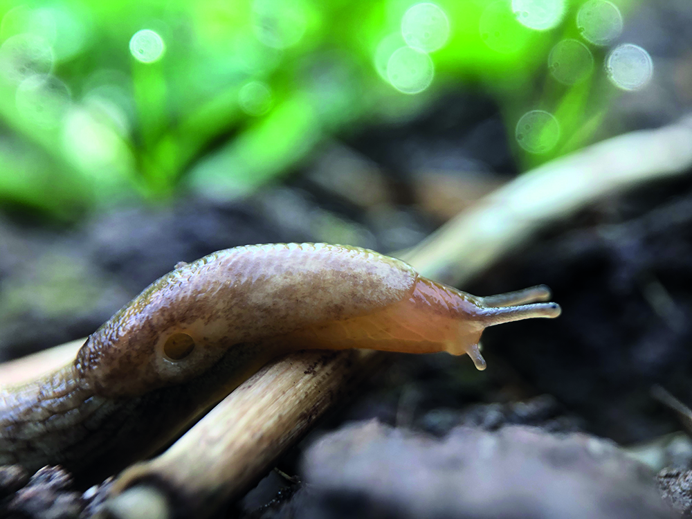Study suggests slug damage reduced with silicon improved wheat – Anglia ...