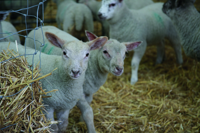 How to get lambing off to the best start – Anglia Farmer Magazine