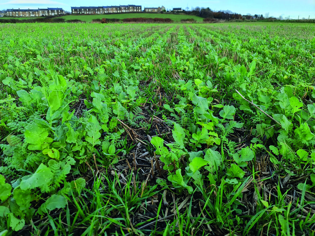Carbon-friendly farming ‘is all about balance’ – Anglia Farmer Magazine