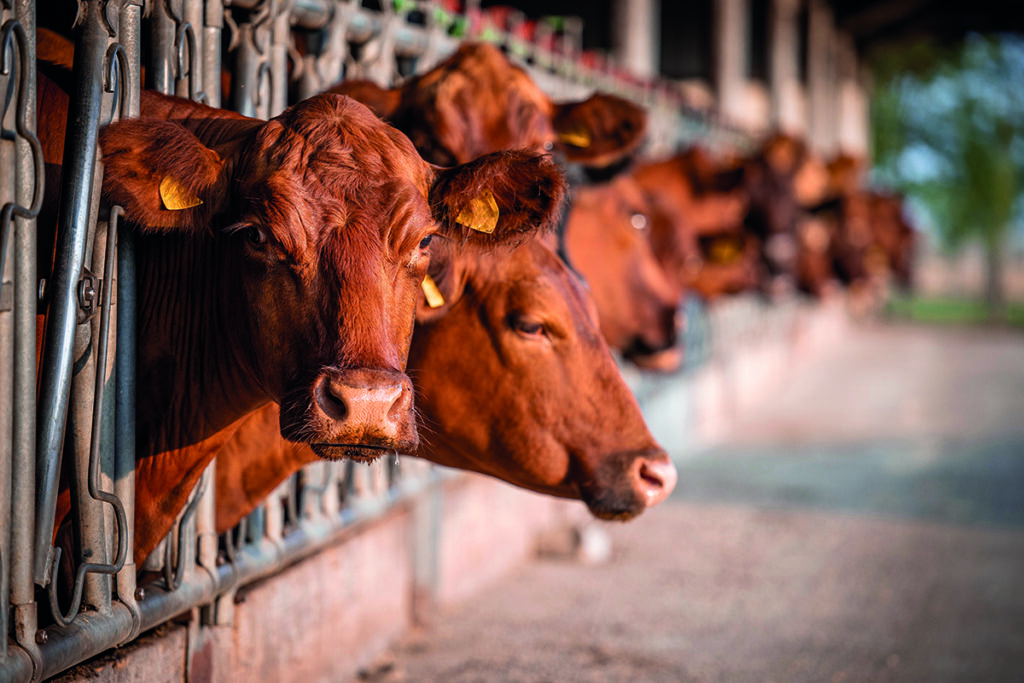 Beef sector gears up for major showcase – Anglia Farmer Magazine