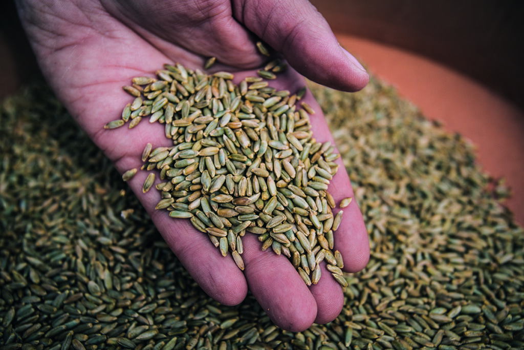 Hybrid rye brings benefits to pig and poultry rations – Anglia Farmer ...