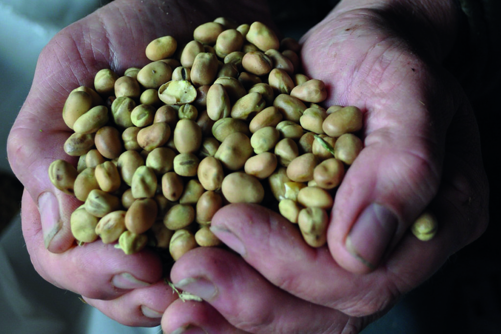 Pulse Pioneers seek top eastern region growers – Anglia Farmer Magazine