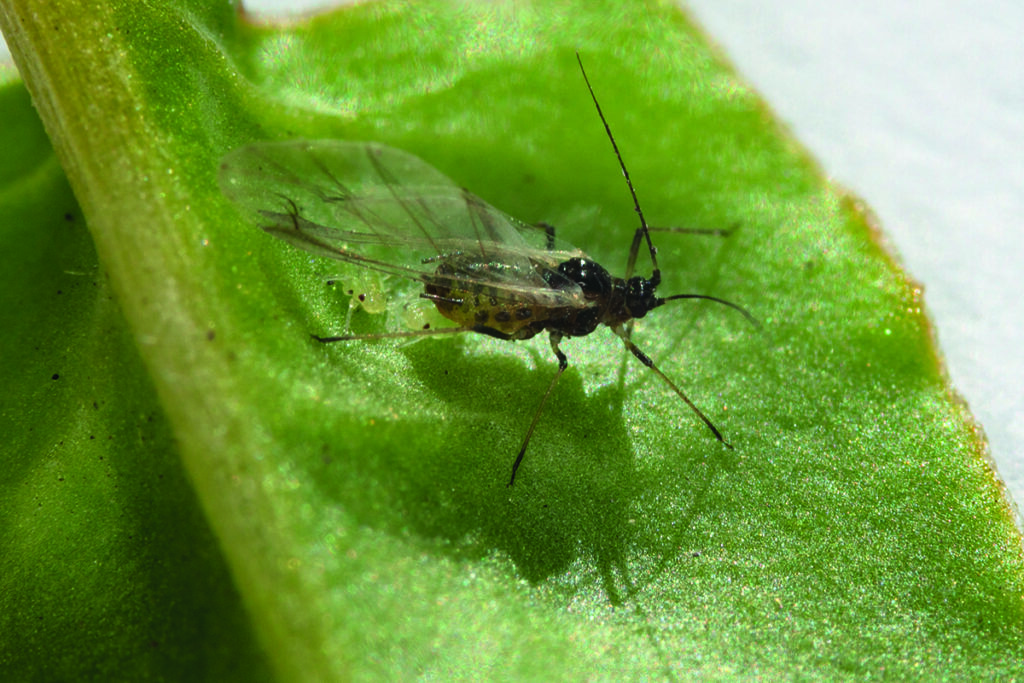 Emergency authorisation granted for aphid control – Anglia Farmer Magazine