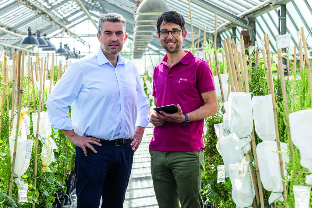 New sugar beet varieties on offer – Anglia Farmer Magazine
