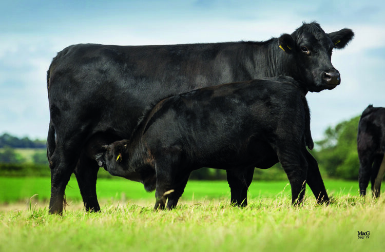 Anglia Farmer Magazine – Serving the Farming Industry across East ...