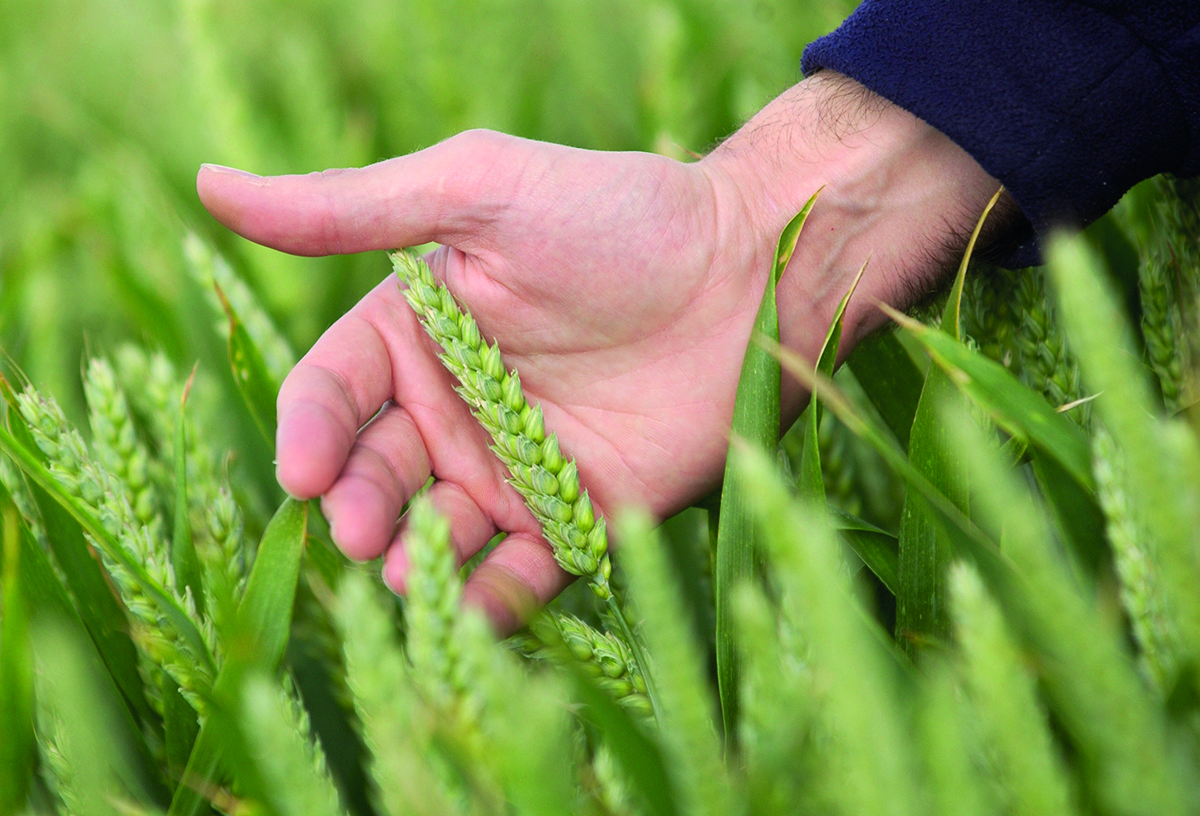 How heritage wheat genes could create new varieties – Anglia Farmer ...