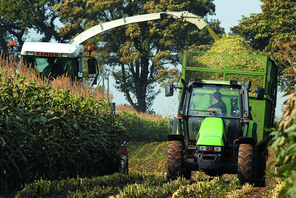Major role for maize in winter forage rations – Anglia Farmer Magazine