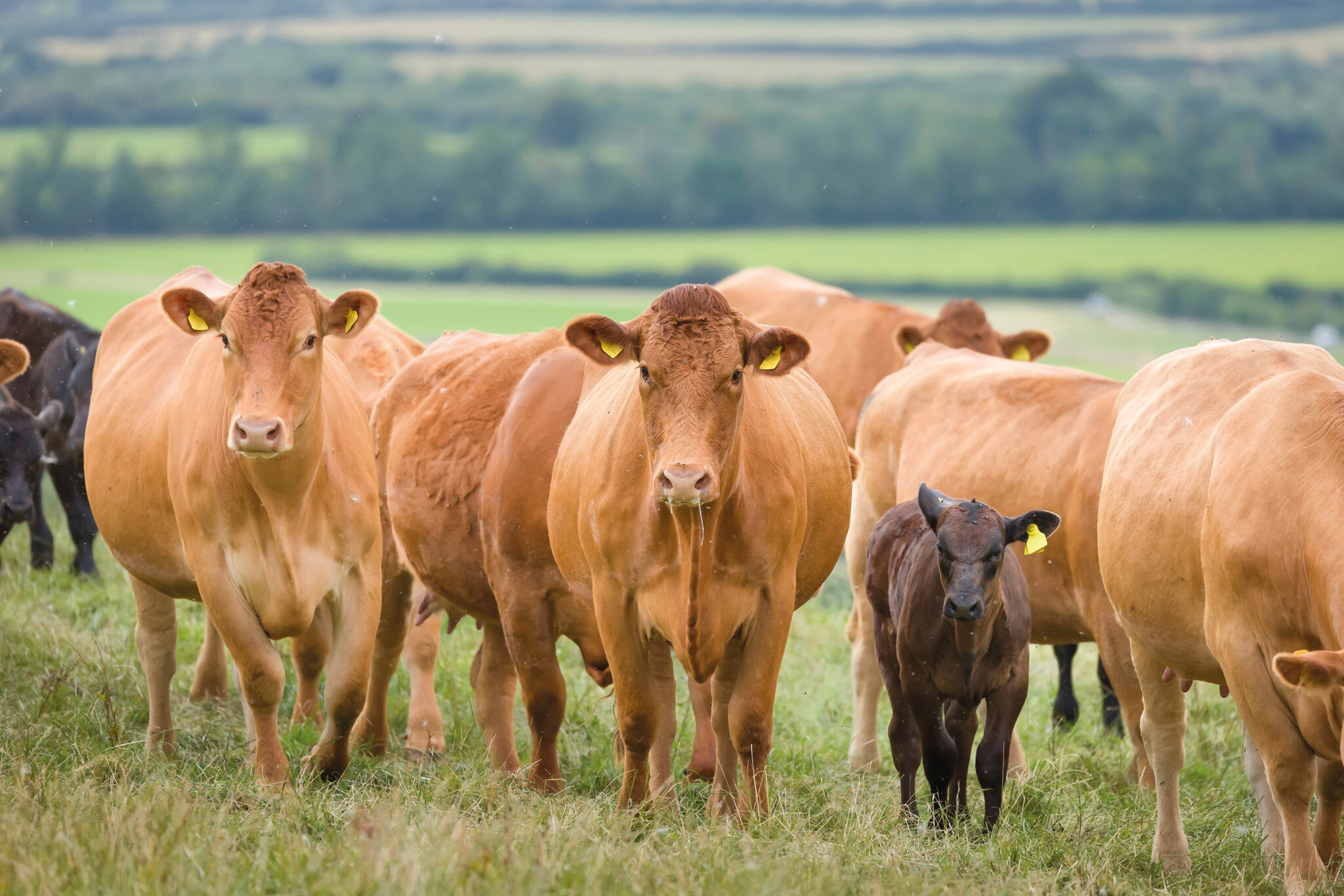 Artificial intelligence could ‘transform UK beef sector’ – Anglia ...