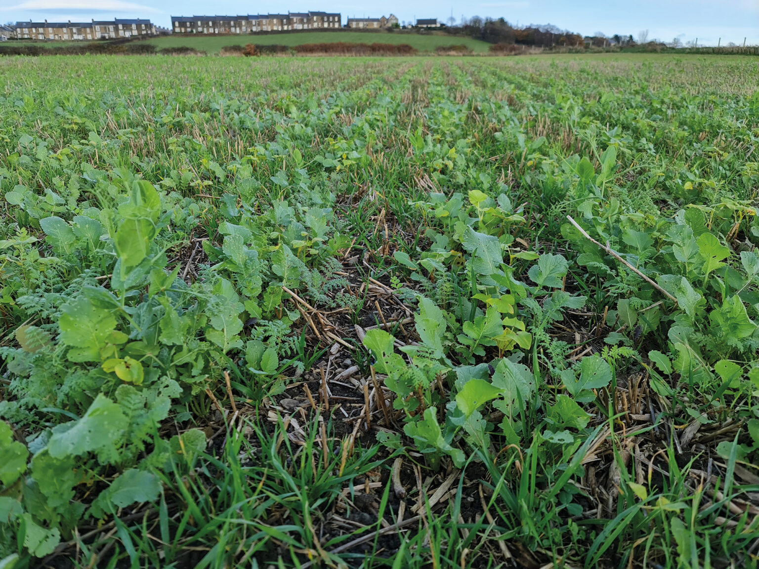 How to get more from cover and companion crops – Anglia Farmer Magazine
