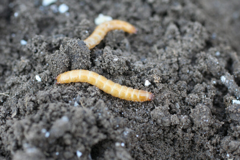 How to reduce wireworm tuber damage risk – Anglia Farmer Magazine