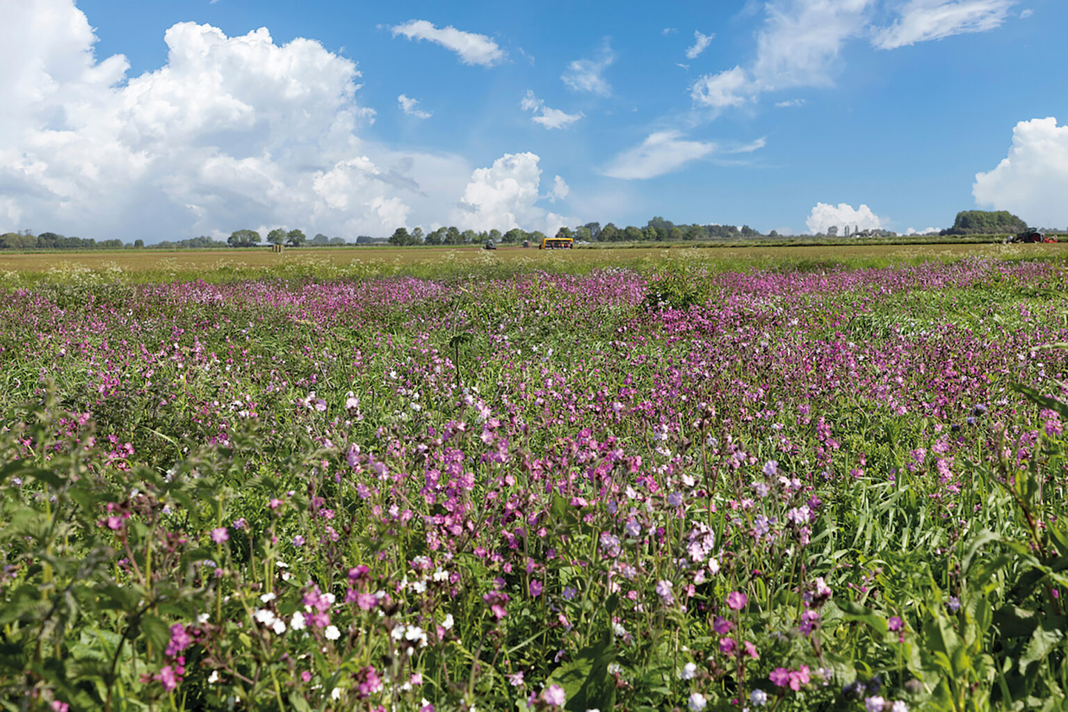 Benefits from broadcasting cover crops pre-harvest – Anglia Farmer Magazine
