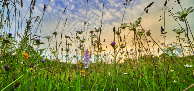 Biodiversity can offer farmers potential income stream – Anglia Farmer ...