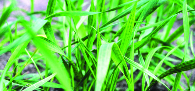Maximise winter cereal potential with micronutrition this autumn ...