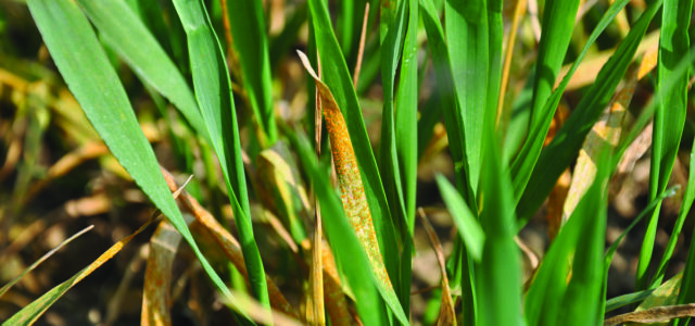 Yellow rust spread forces rethink of wheat fungicide programmes ...